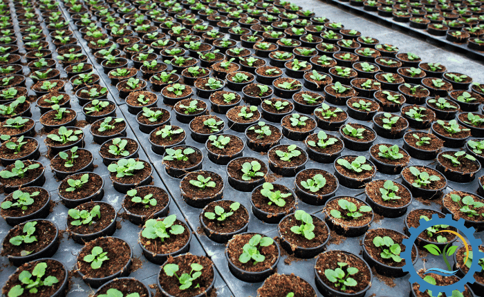 Plant Nursery Design and Layout: Creating Efficient Growing Spaces ... Plant Nursery Design and Layout: Creating Efficient Growing Spaces ...